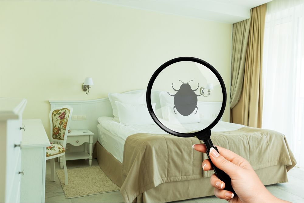 Percevejos ou pulgas: guia para identificar e agir